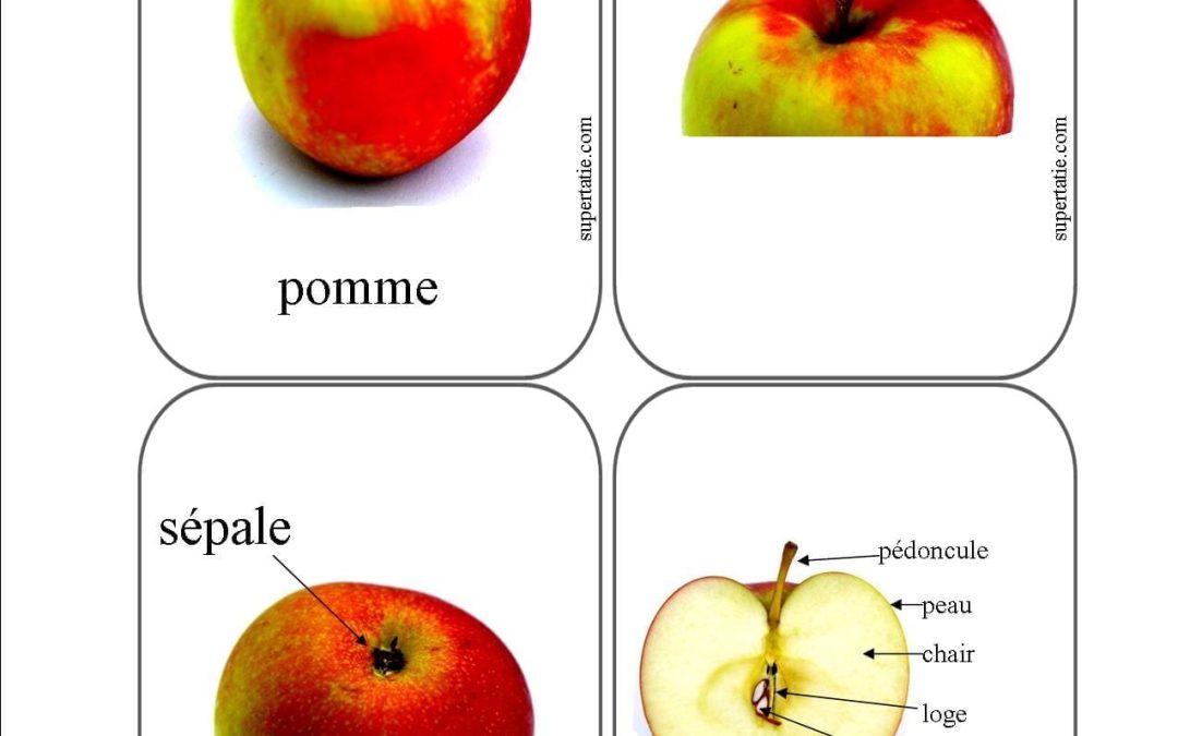 Anatomie de la pomme - Super Tatie